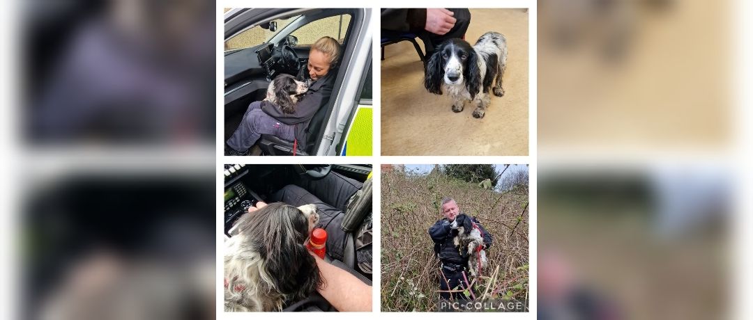 “Gazelle-Like Chase Ends in Happy Reunion: Clitheroe Dog Rescued from ...